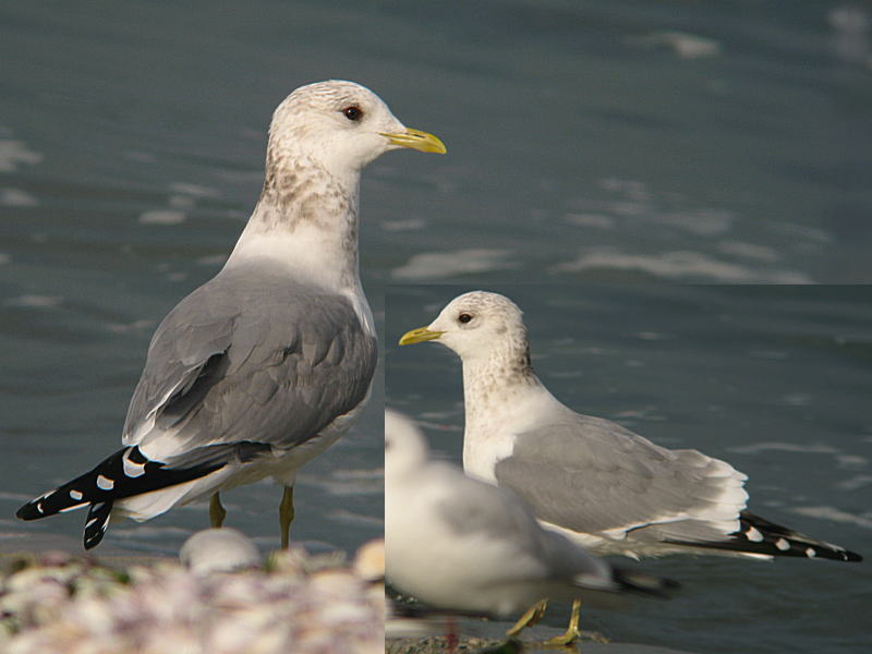 カモメ成鳥冬羽31