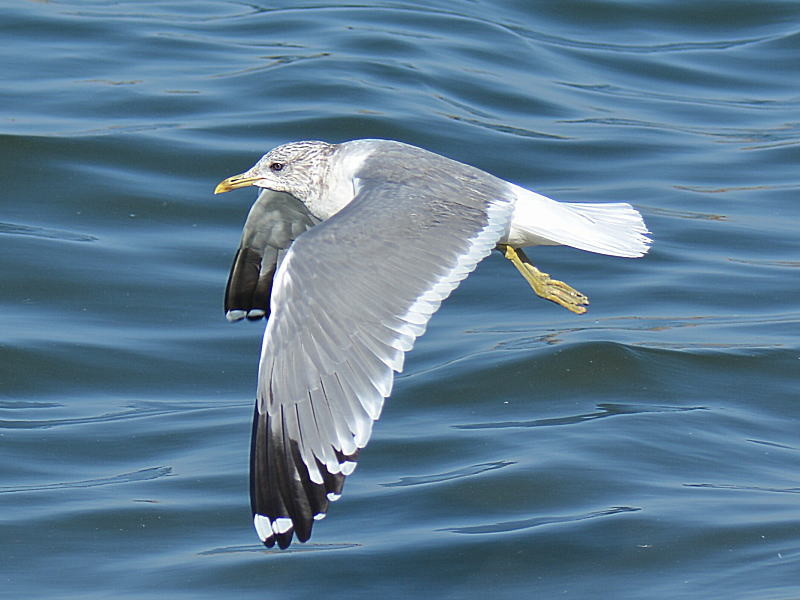 カモメ成鳥冬羽51