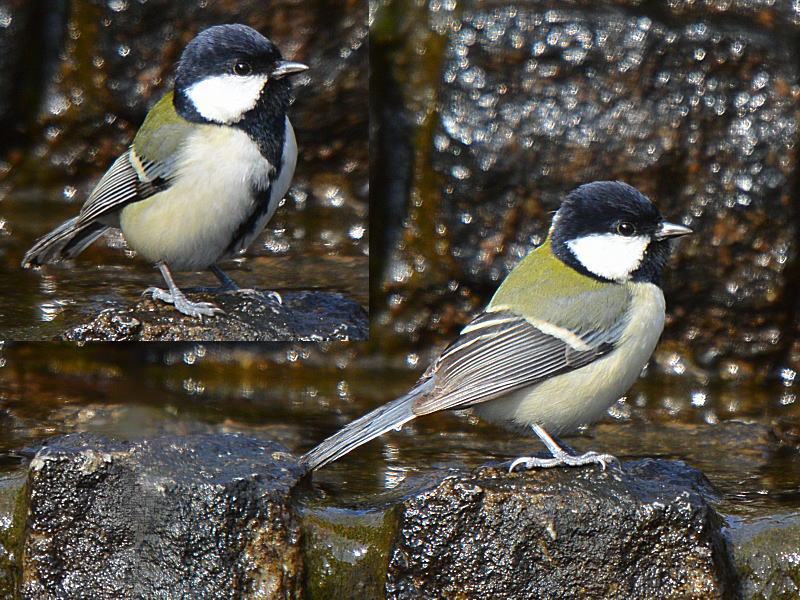 シジュウカラ♀成鳥03