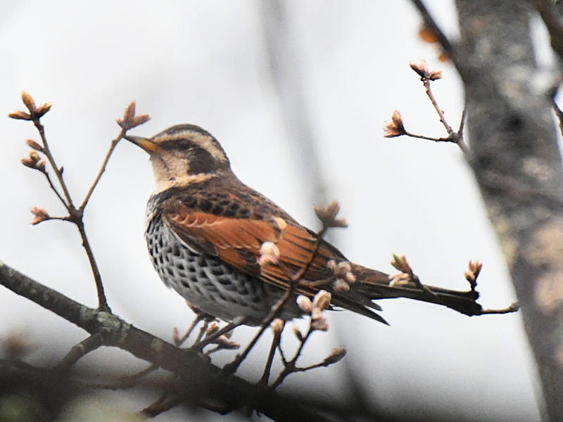 ツグミ♂第1回冬羽11